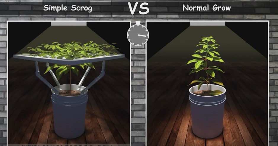 Pourquoi la technique du ScrOG pour culture intérieure