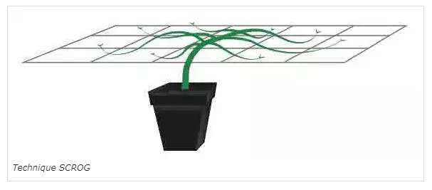 Pourquoi la technique du ScrOG pour culture intérieure